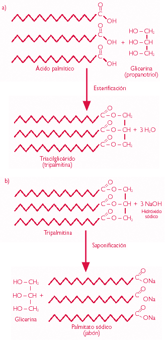 lipidos en el ser vivo: LIPIDOS SIMPLES